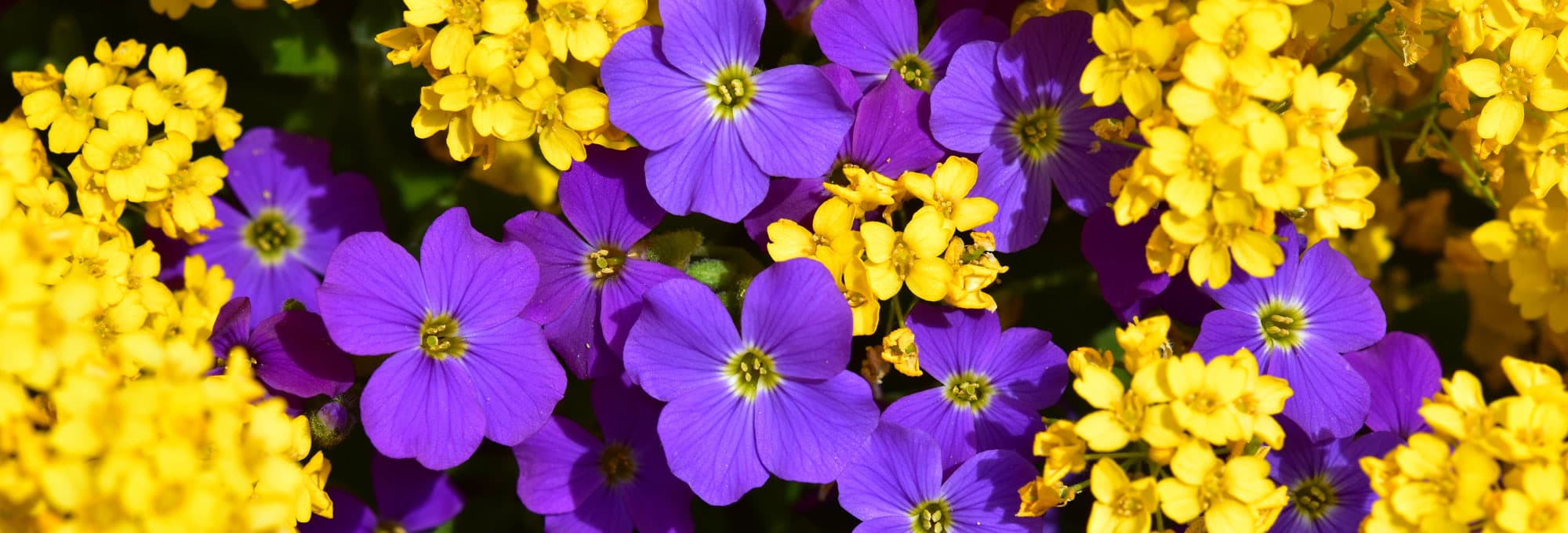 Plantation fleurs annuelles - Jardineo à Lausanne et Vaud